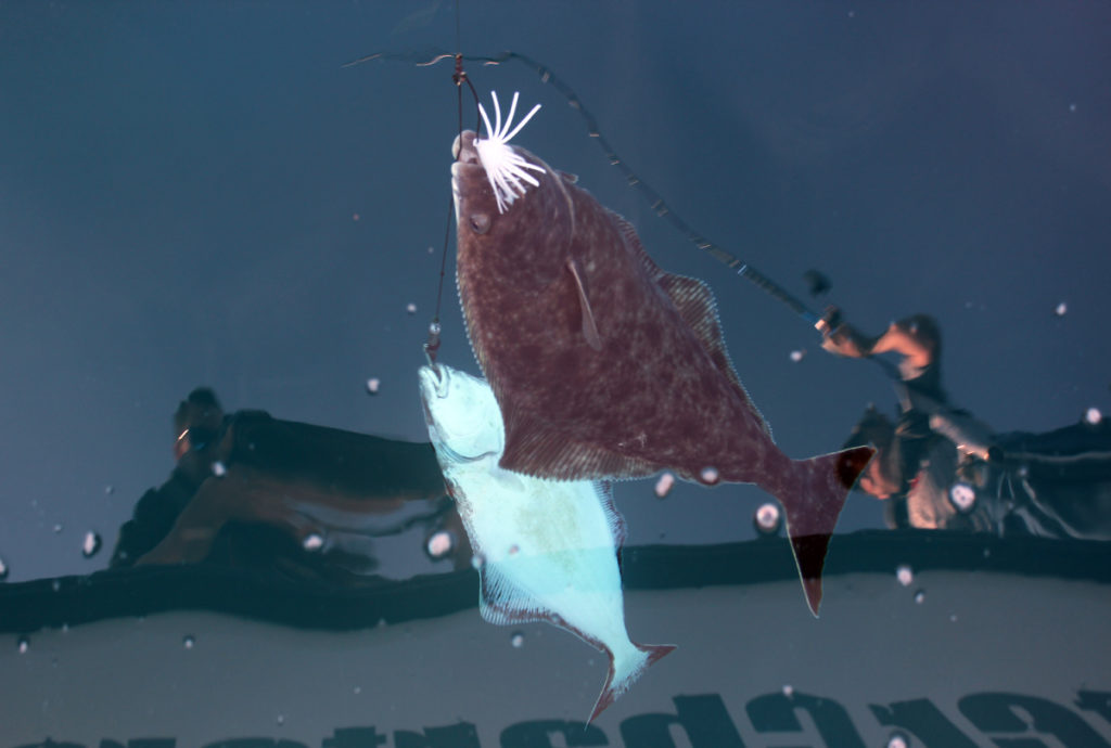 Long Range Westport Halibut Fishing