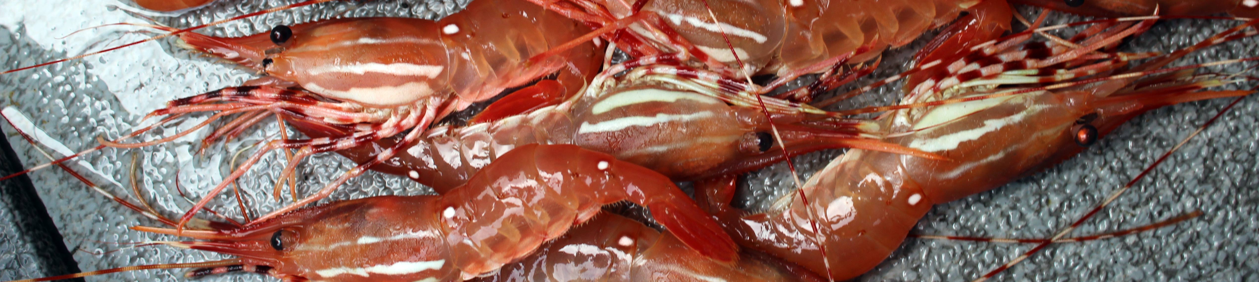 Spot Shrimp - Riptidefish