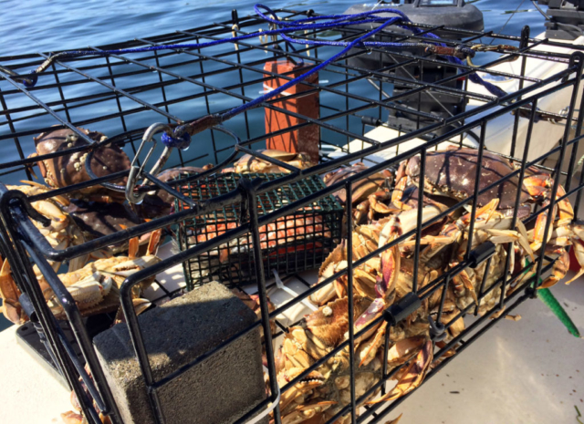 Dungeness Crab - Riptidefish