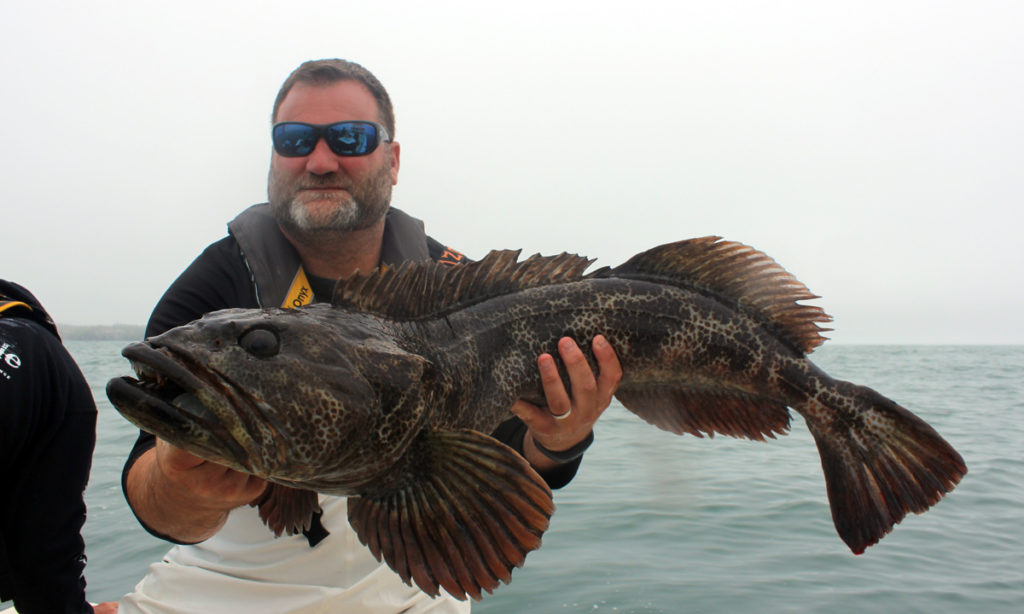 Como Apanhar o Lingcod | Reef Recovery