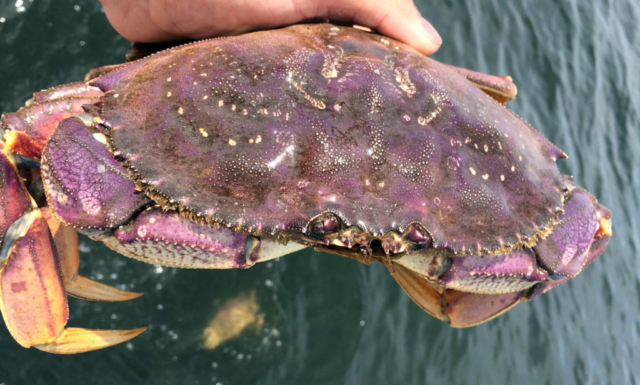 Dungeness Crab - Riptidefish