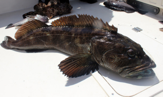 Lingcod - Riptidefish