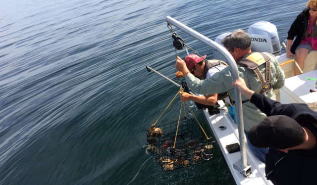 Dungeness Crab - Riptidefish