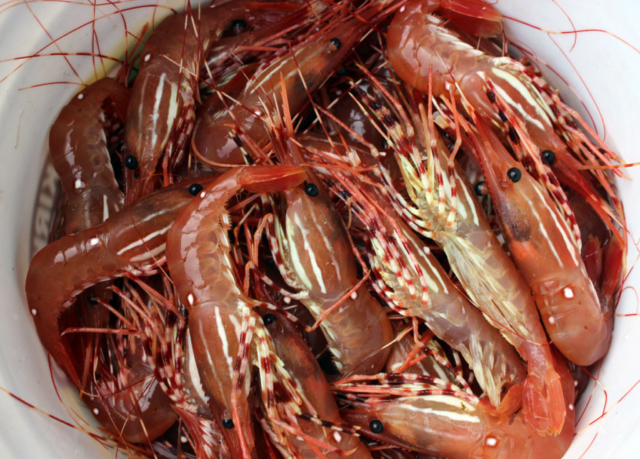 Spot Shrimp - Riptidefish