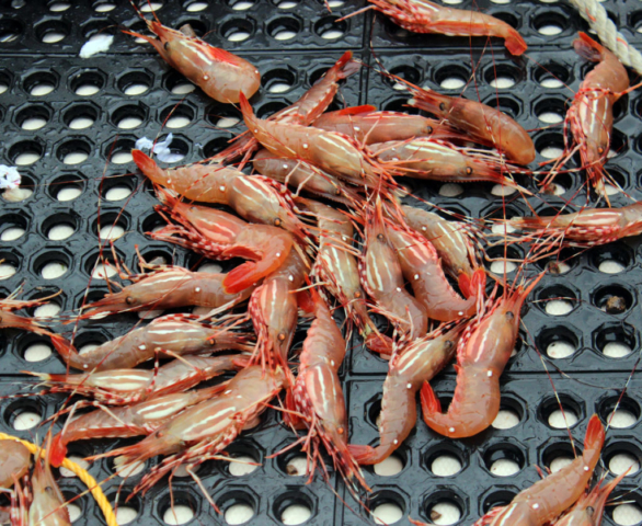 Spot Shrimp - Riptidefish