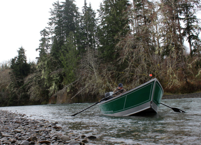 Steelhead - Riptidefish