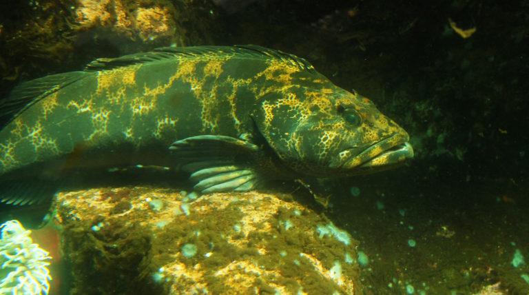 How to Catch Lingcod - Riptidefish