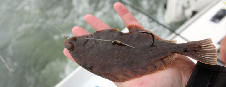 How to Catch Lingcod - Riptidefish