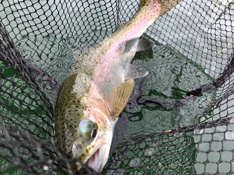 Fly Fishing at Lake Lenice - Riptidefish