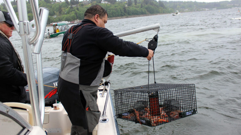 How to Catch Spot Shrimp