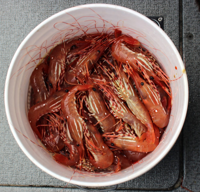 Puget Sound Spot Shrimp Season 2018