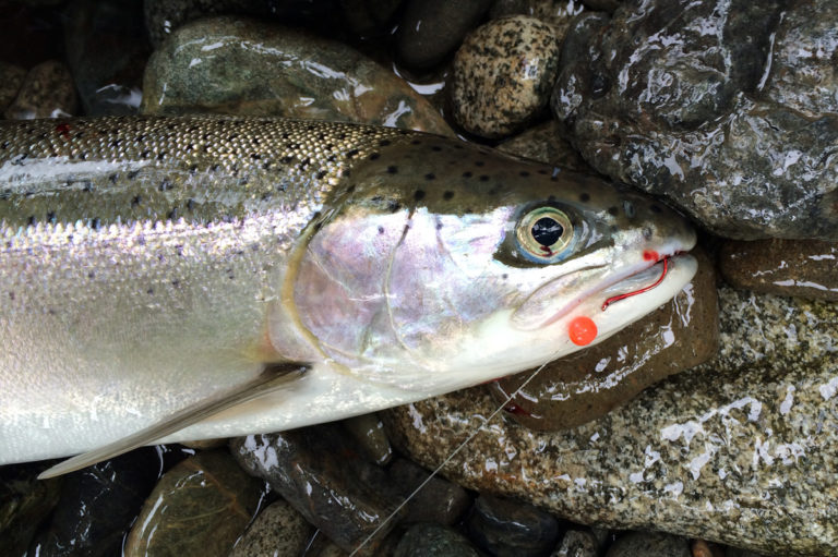 How to Catch Summer Steelhead