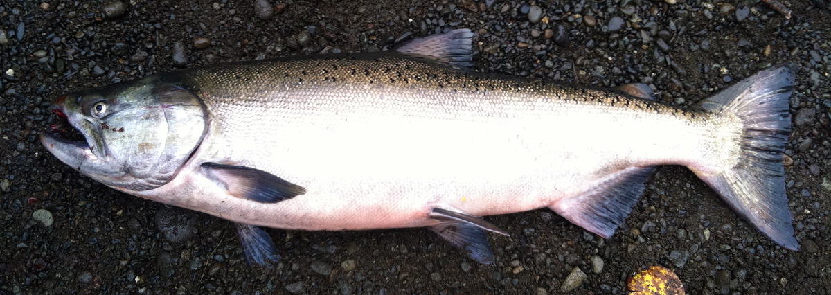 Humptulips River Salmon Fishing Primer - Riptidefish