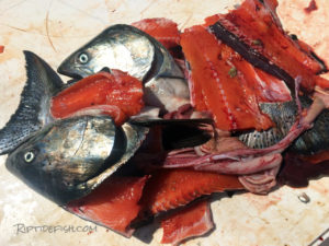 Rigging and Setup for Dungeness Crab