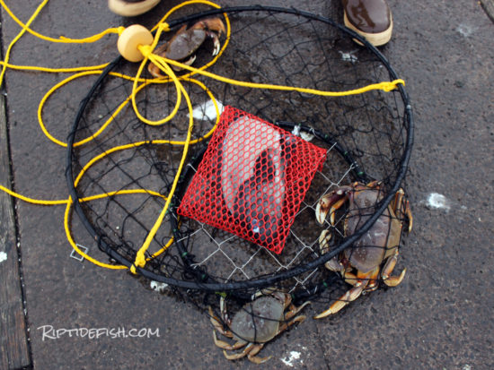 The Ultimate Puget Sound Dungeness Crabbing Guide - Riptidefish
