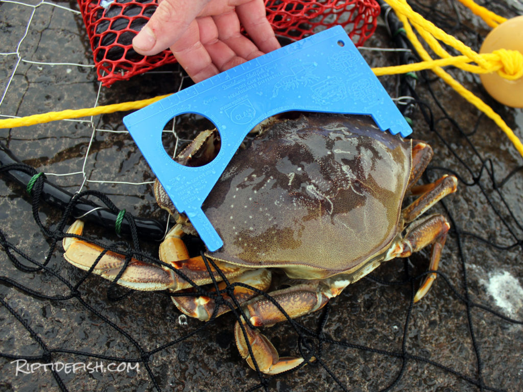 Rigging and Setup for Dungeness Crab