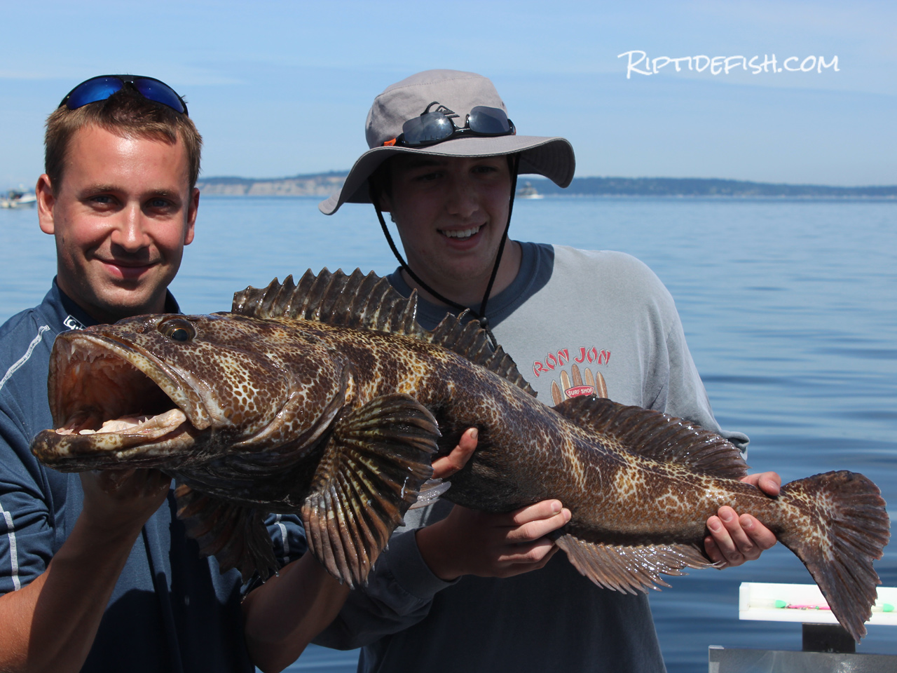 Lingcod - Riptidefish