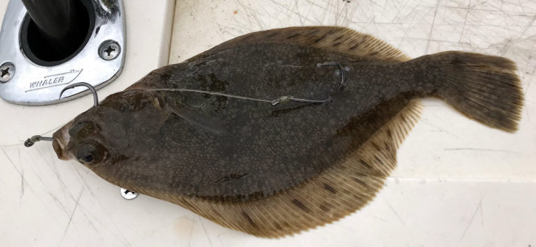 Puget Sound Lingcod Fishing - Riptidefish