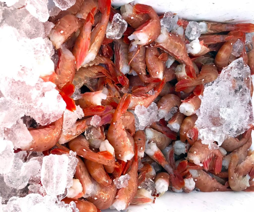 Lilliwaup Spot Shrimp Haul