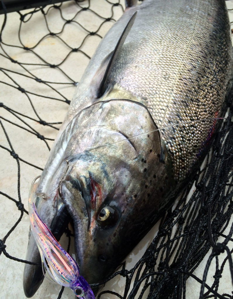 12 Great Lures for Chinook Salmon Fishing in Puget Sound
