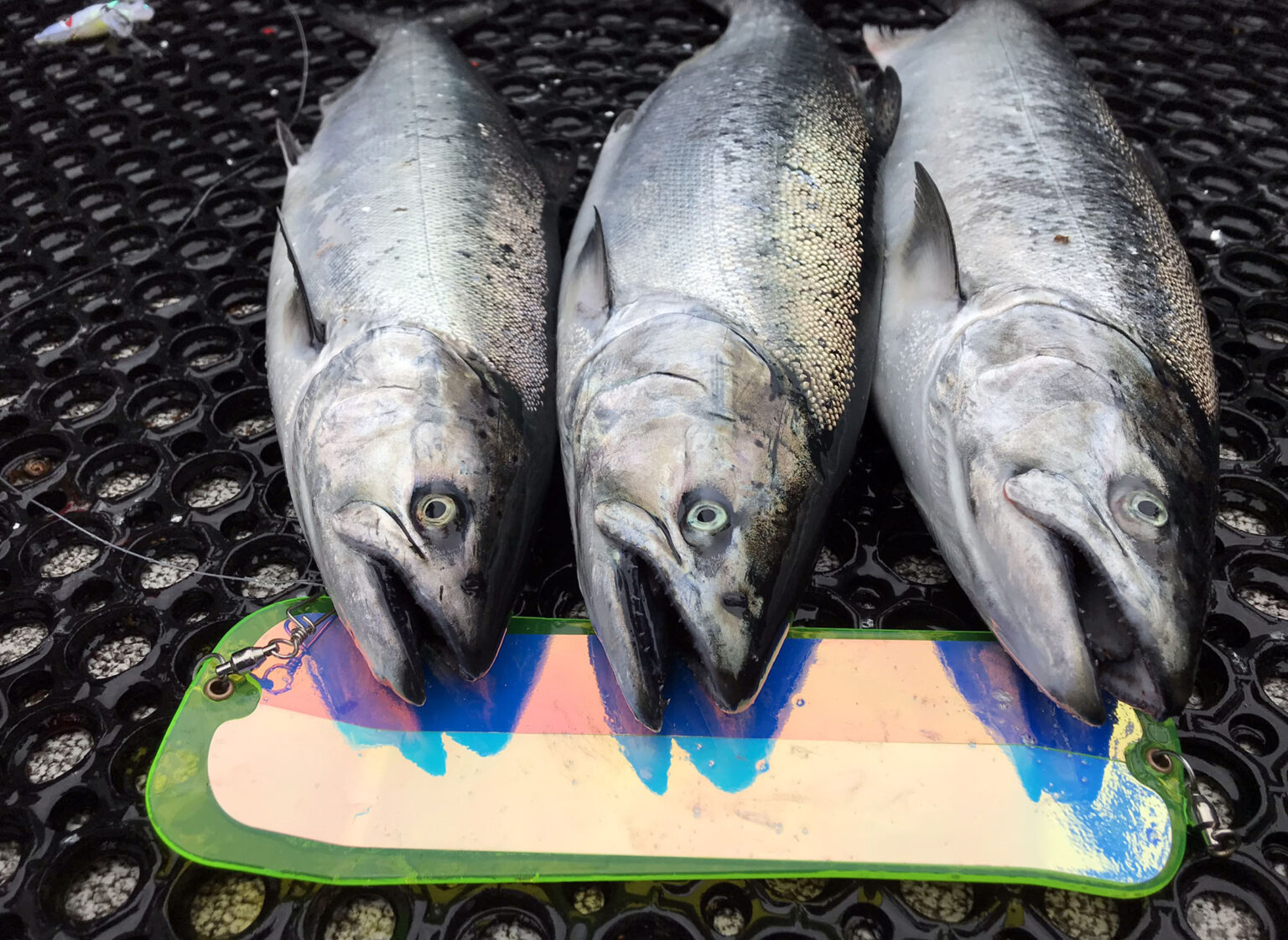 12 Great Lures for Chinook Salmon Fishing in Puget Sound