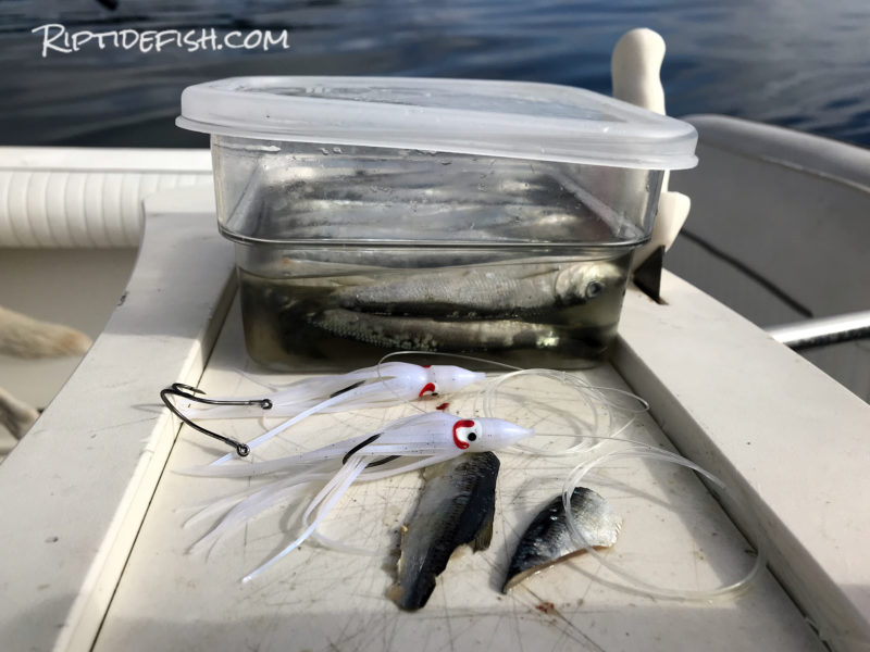 Puget Sound Coho Salmon – Guide to Fishing Success