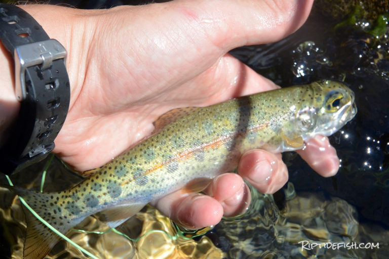 Hiking For Mountain Trout in the Pacific Nortwest