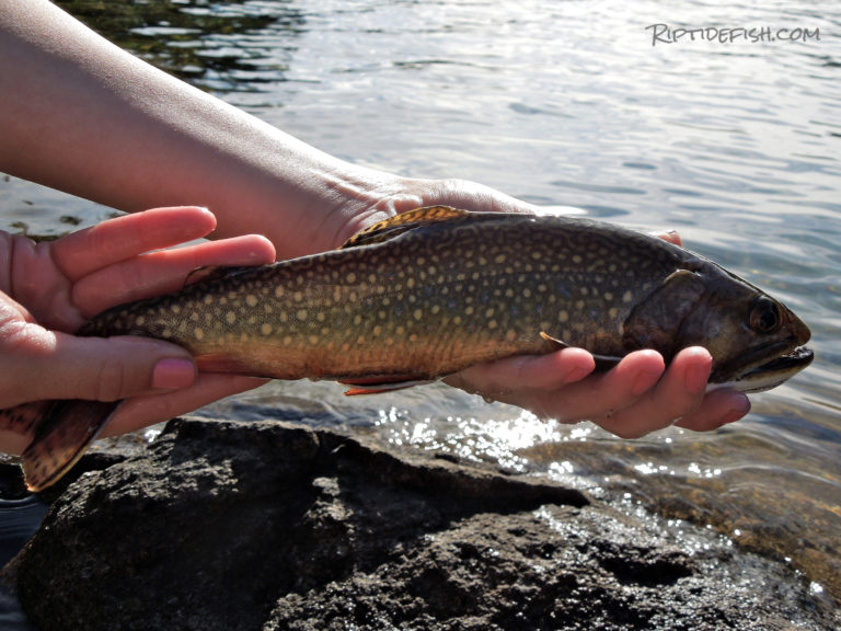 Hiking For Mountain Trout in the Pacific Nortwest
