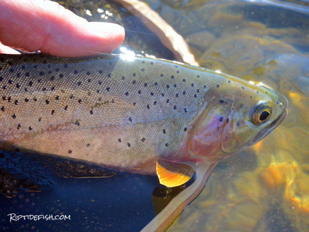 Hiking For Mountain Trout in the Pacific Nortwest