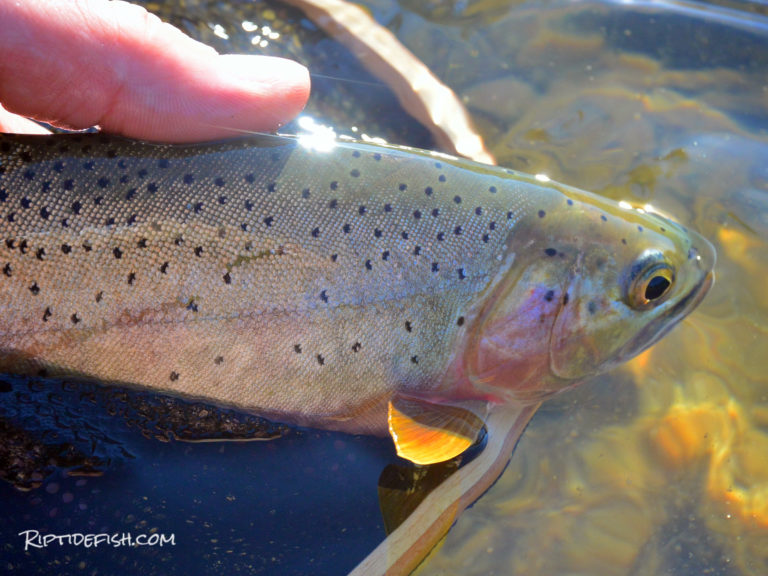 Hiking For Mountain Trout in the Pacific Nortwest