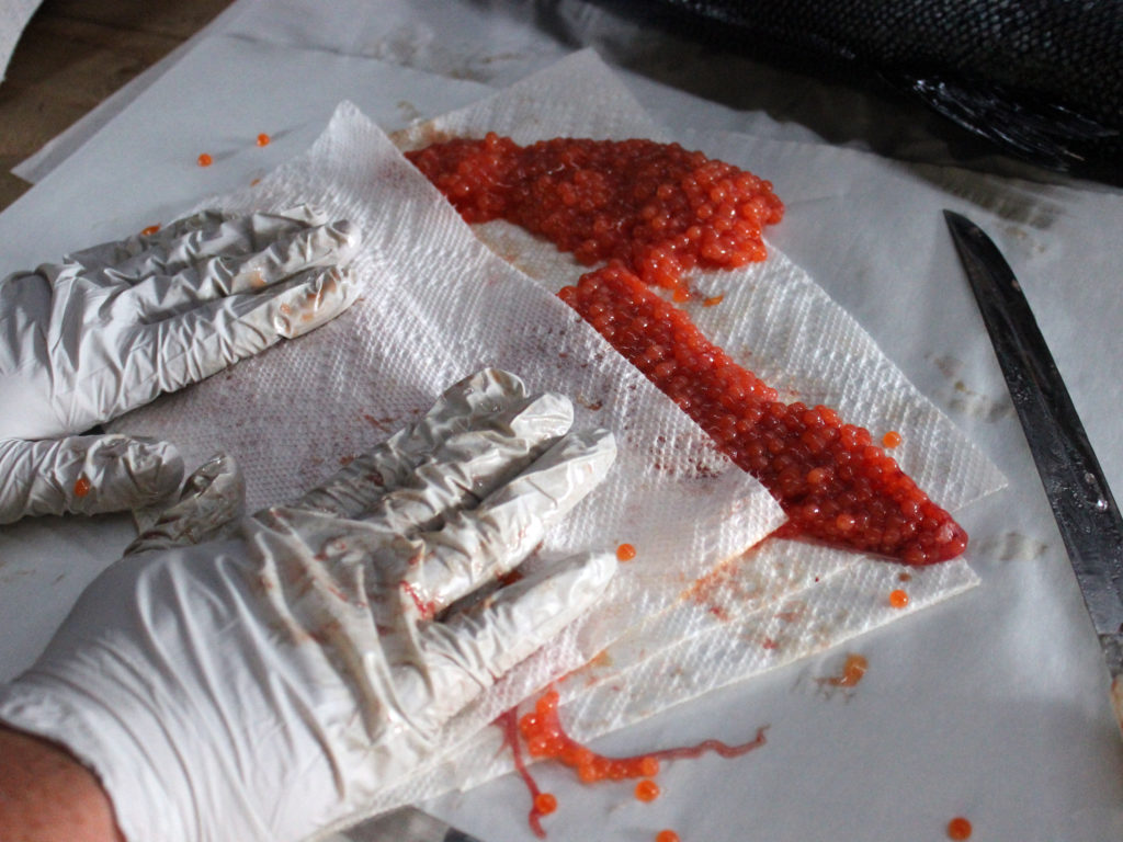 How to Cure Salmon Eggs