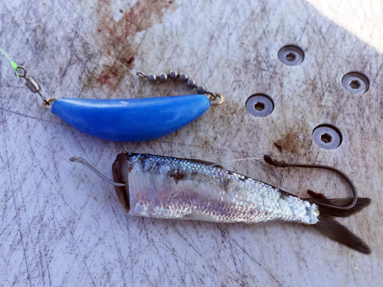 Mooching in the Rain and Chinook Bounty