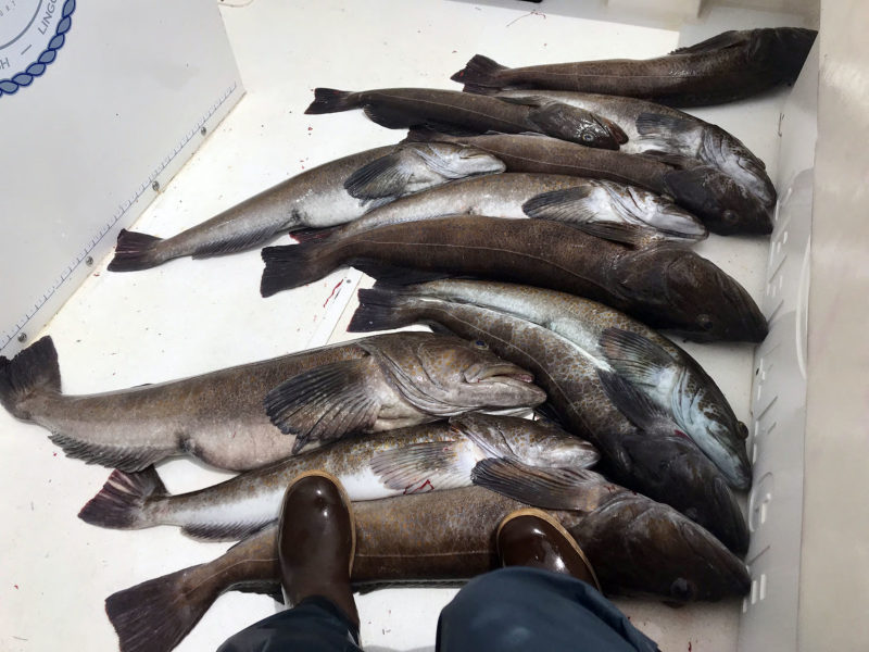 Westport Deep Water Lingcod Fishing