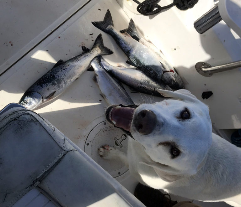 Seattle Resident Coho Fishing – June 14, 2020