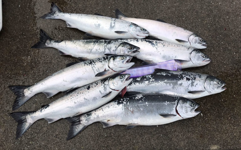 Puget Sound Coho Salmon – Guide to Fishing Success