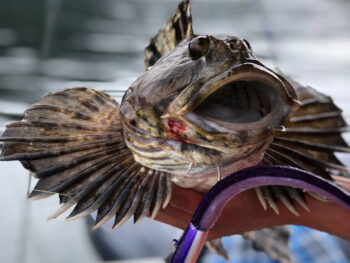 Cabezon – Big Headed Crab Eater of the Reef