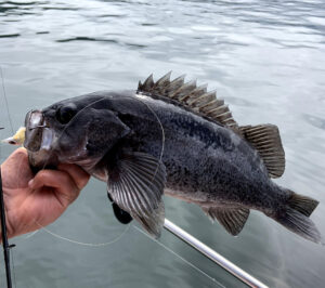 Black Rockfish – A Favorite Catch Coastwide