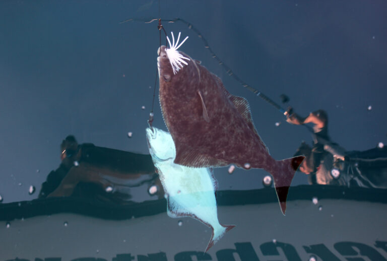 Pacific Halibut – The Ocean Giant