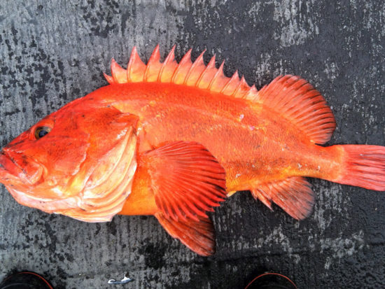 Yelloweye Rockfish – The Granddaddy of the Deep