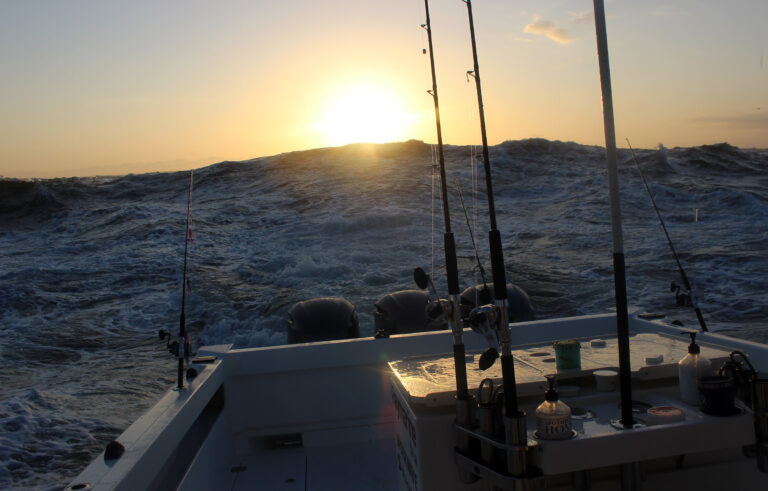 Albacore Tuna Blood Bath in Westport