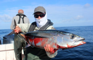 Albacore Tuna Blood Bath in Westport