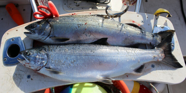 Quick Coho Salmon Limit at Jeff Head