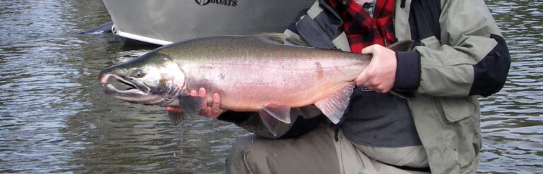 Coho Salmon – Fast-Action Salmon of the Pacific