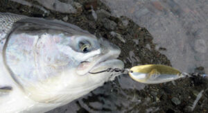 The Best 15 Lures for Winter Steelhead Fishing - Riptidefish