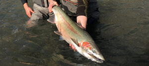 Steelhead Fishing in the Pacific Northwest - Riptidefish