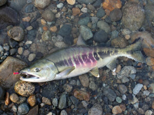 Chum Salmon – Underdog of the River