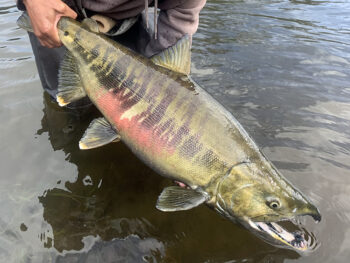 5 Proven Methods for Chum Salmon Fishing in Rivers