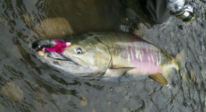 5 Proven Methods for Chum Salmon Fishing in Rivers