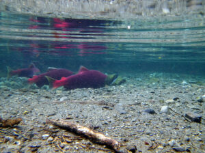 Sockeye Salmon – The Red Salmon