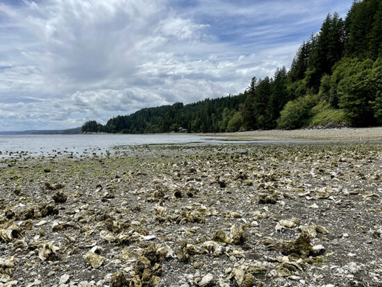 Clam Digging and Oyster Shucking at Eagle Creek on Hood Canal